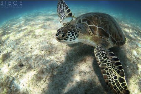 10 Photos to Remind You of The Beauty and Grace of Sea Turtles ...