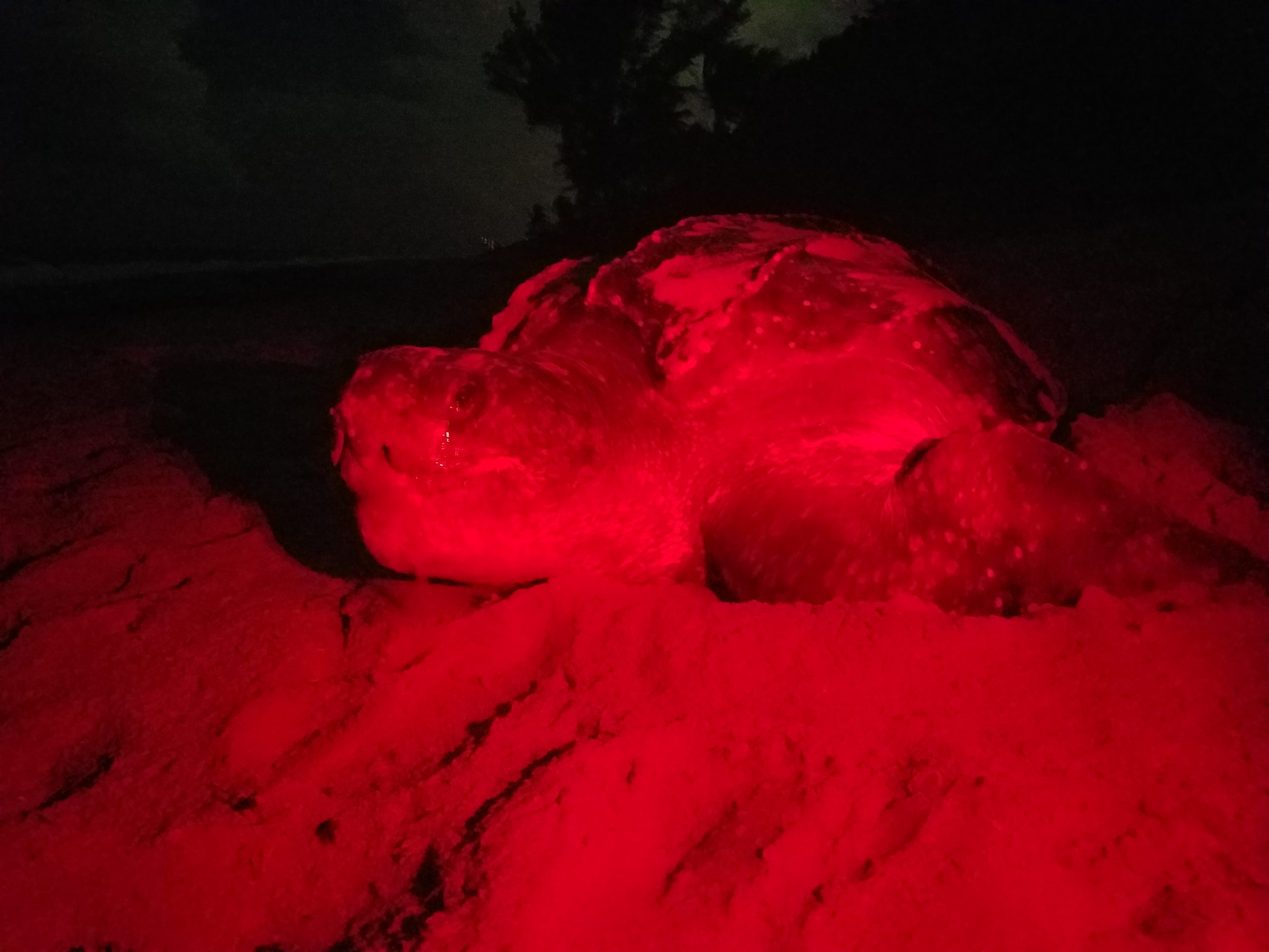 Another Old Friend Came Back to Nest - Loggerhead Marinelife Center