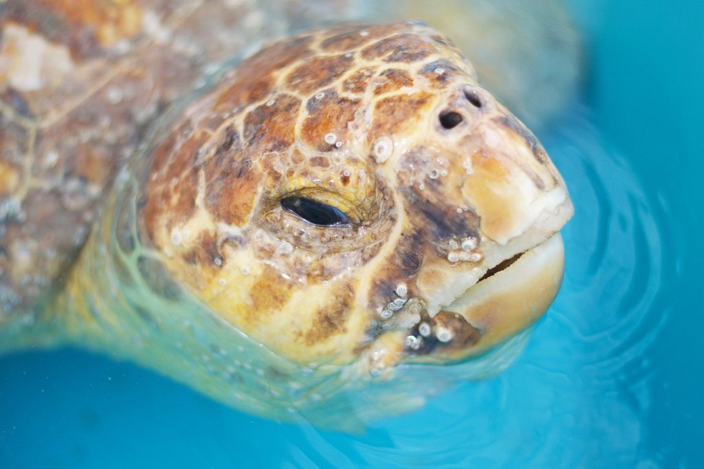 Shell-E-Brate World Turtle Day! - Loggerhead Marinelife Center