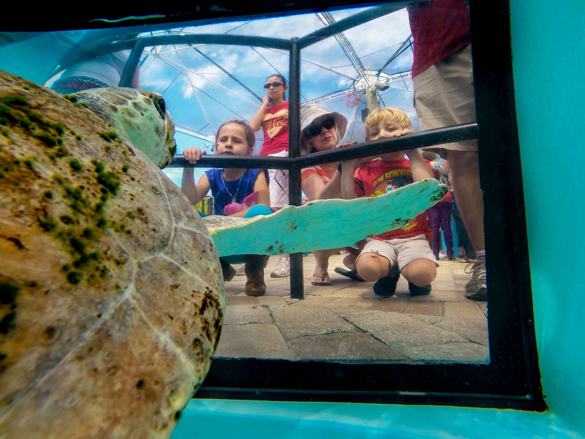 Day in the Life of a Sea Turtle Patient - Loggerhead Marinelife Center