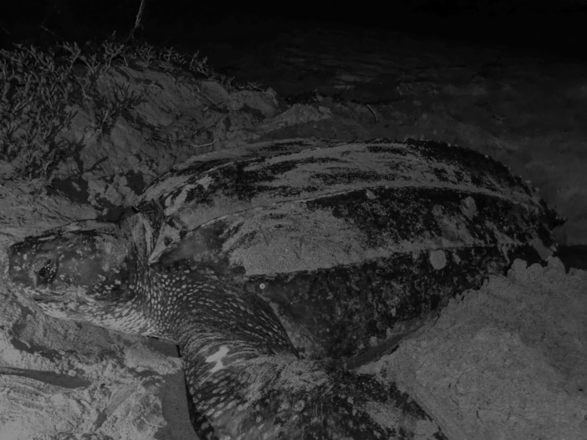 2019 Leatherback Nesting Season: Week Three Recap - Loggerhead ...