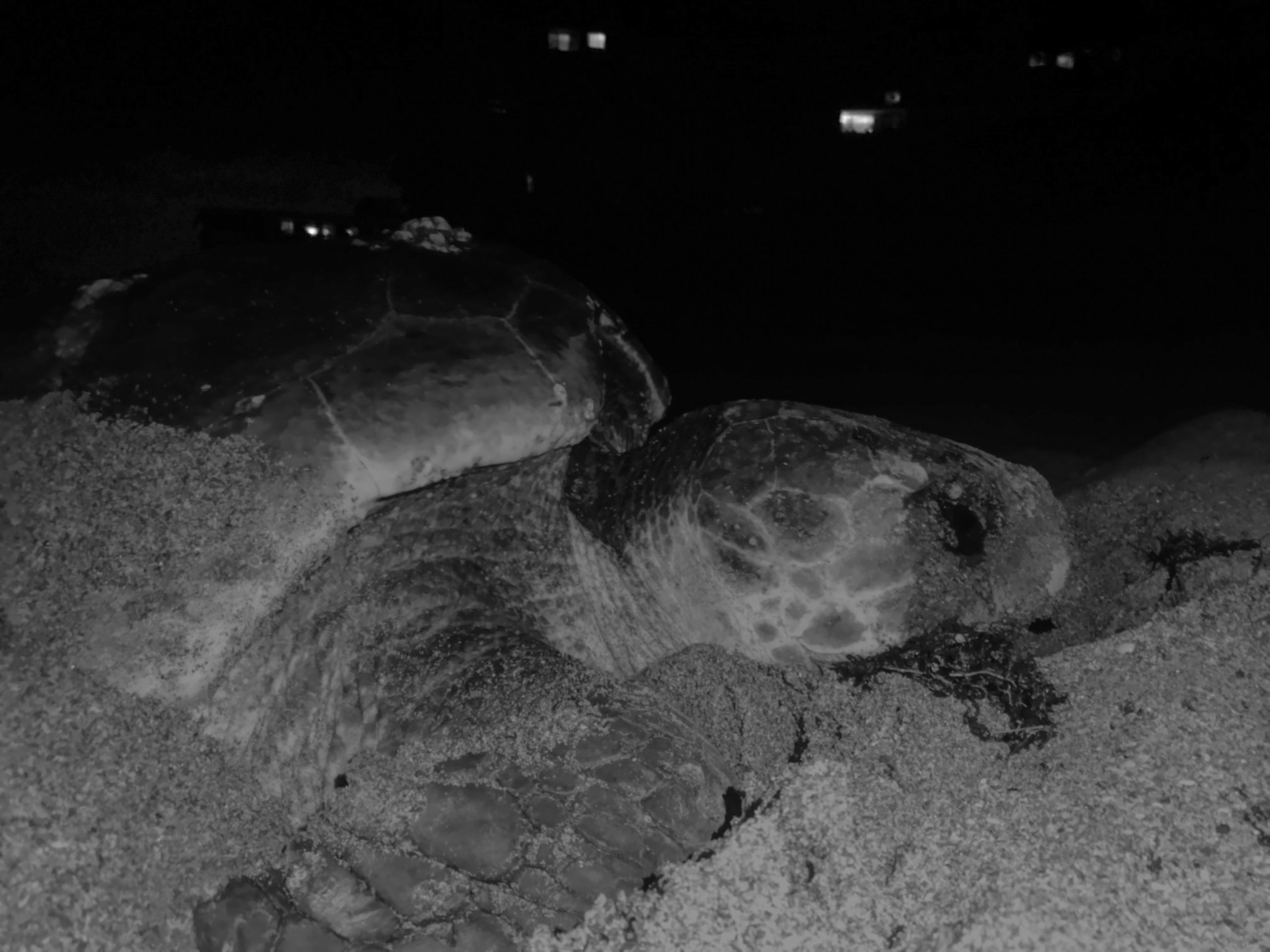 Loggerhead and Green Sea Turtle Night Research: Unintentional Boat ...