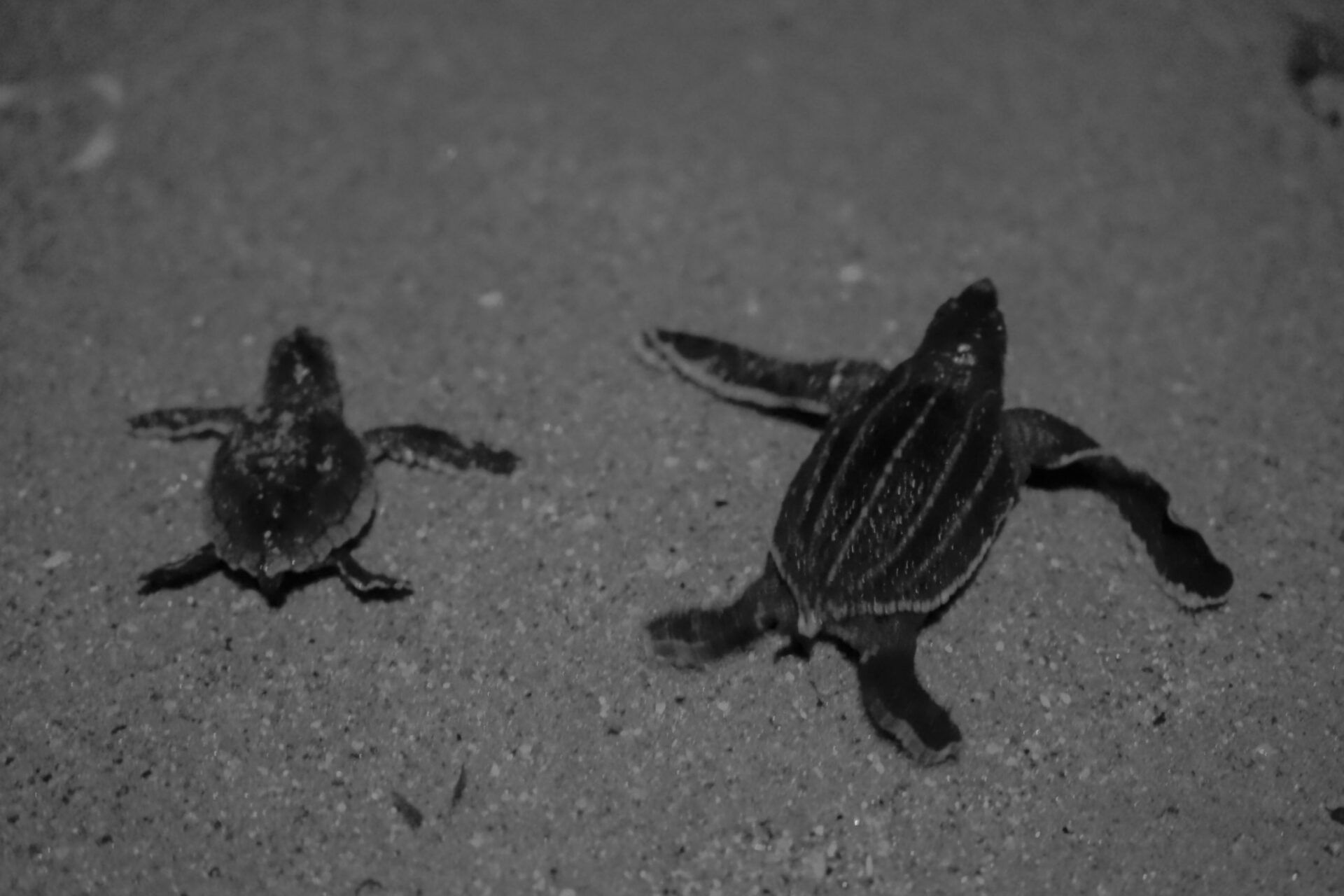 Loggerhead and Green Sea Turtle Night Research: New Nesting Record and ...