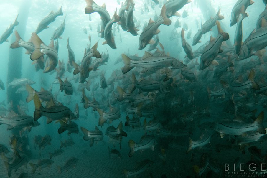 Help Keep Plenty of Fish in the Sea - Make Sustainable Seafood ...