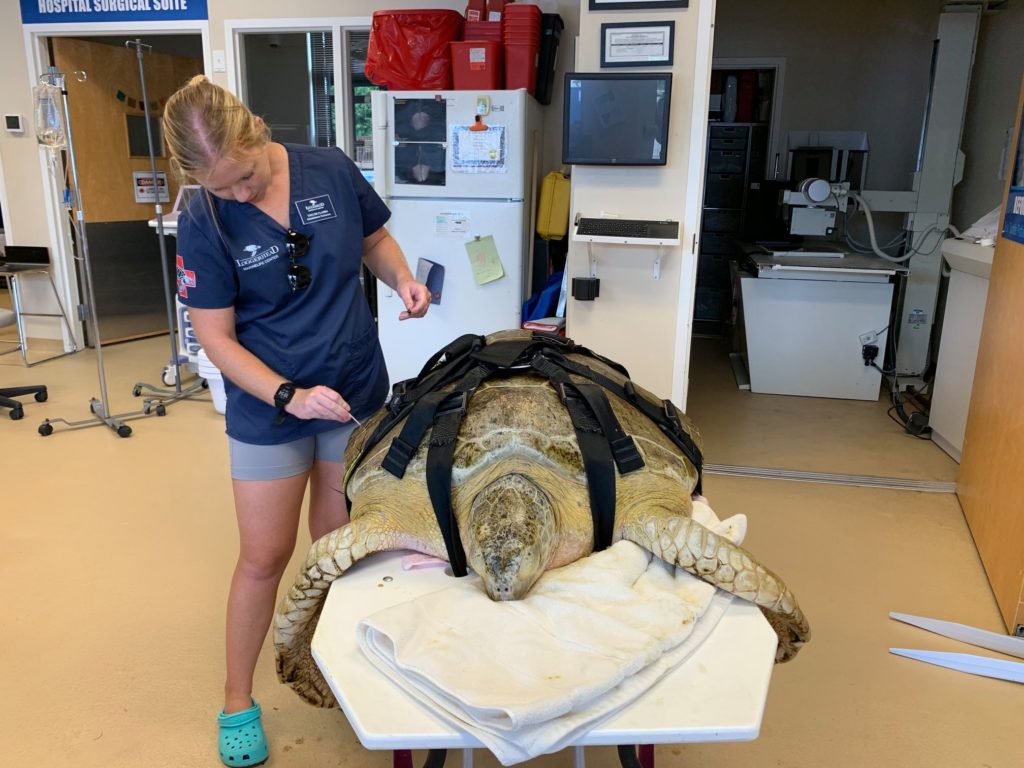 World Sea Turtle Day: Turtles In Trouble - Loggerhead Marinelife Center