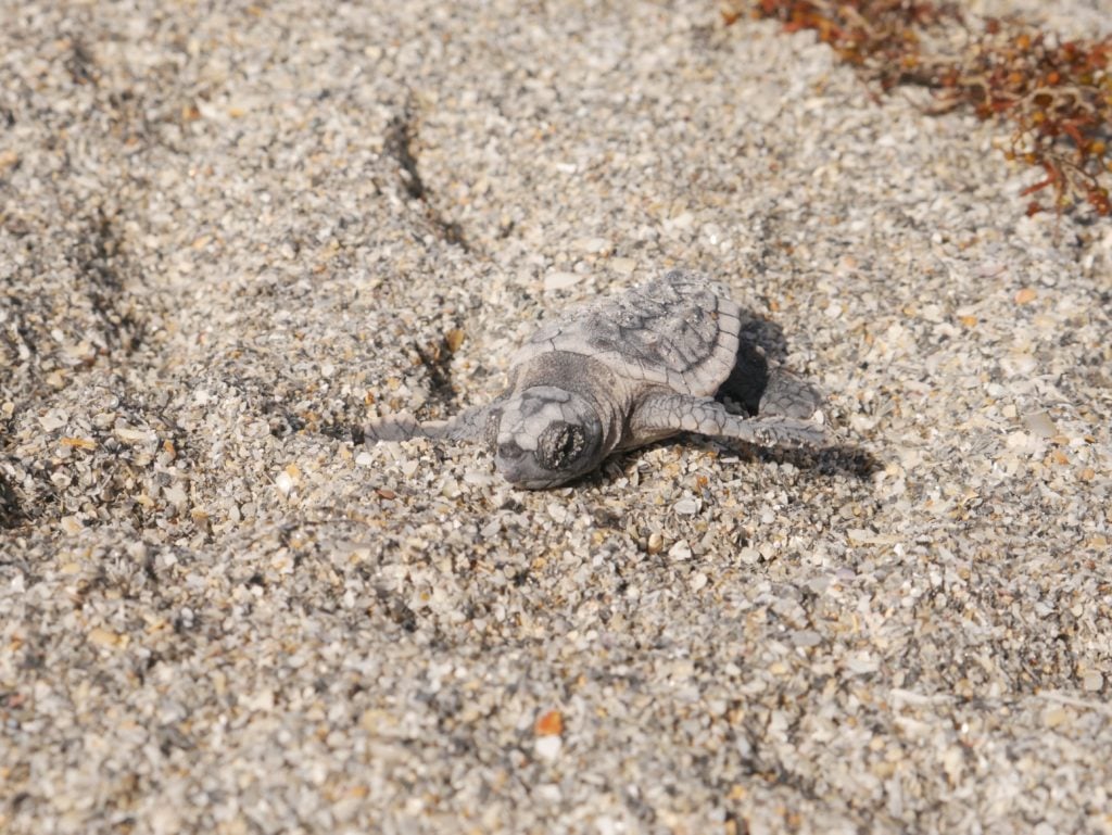 Hurricane Isaias: Sea Turtle Safety Tips - Loggerhead Marinelife Center