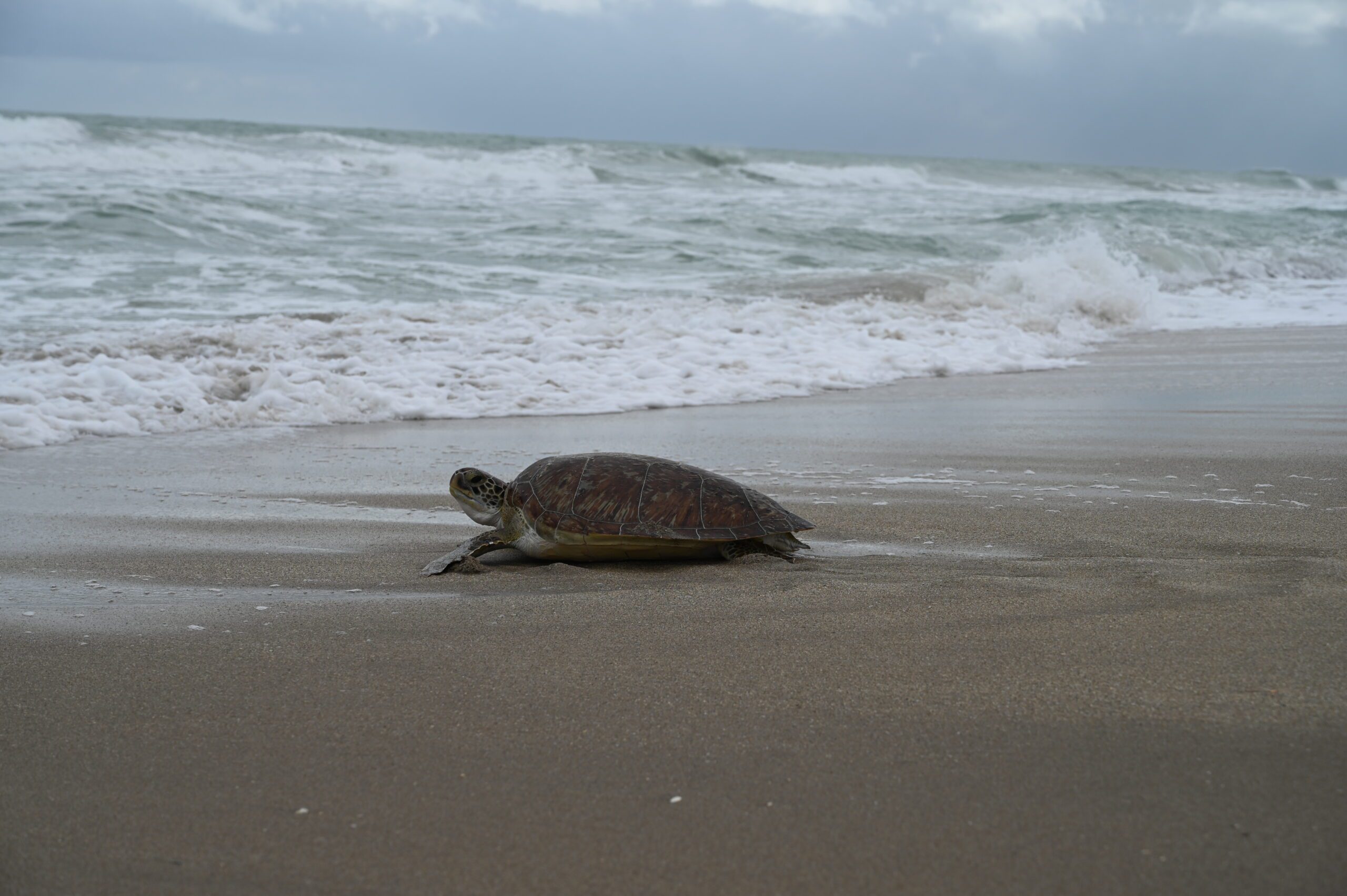 Loggerhead Marinelife Center Staff Hard at Work this Holiday Season ...