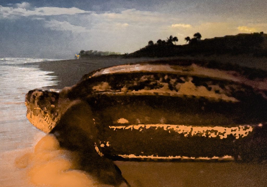 Past Research Tracking - Loggerhead Marinelife Center