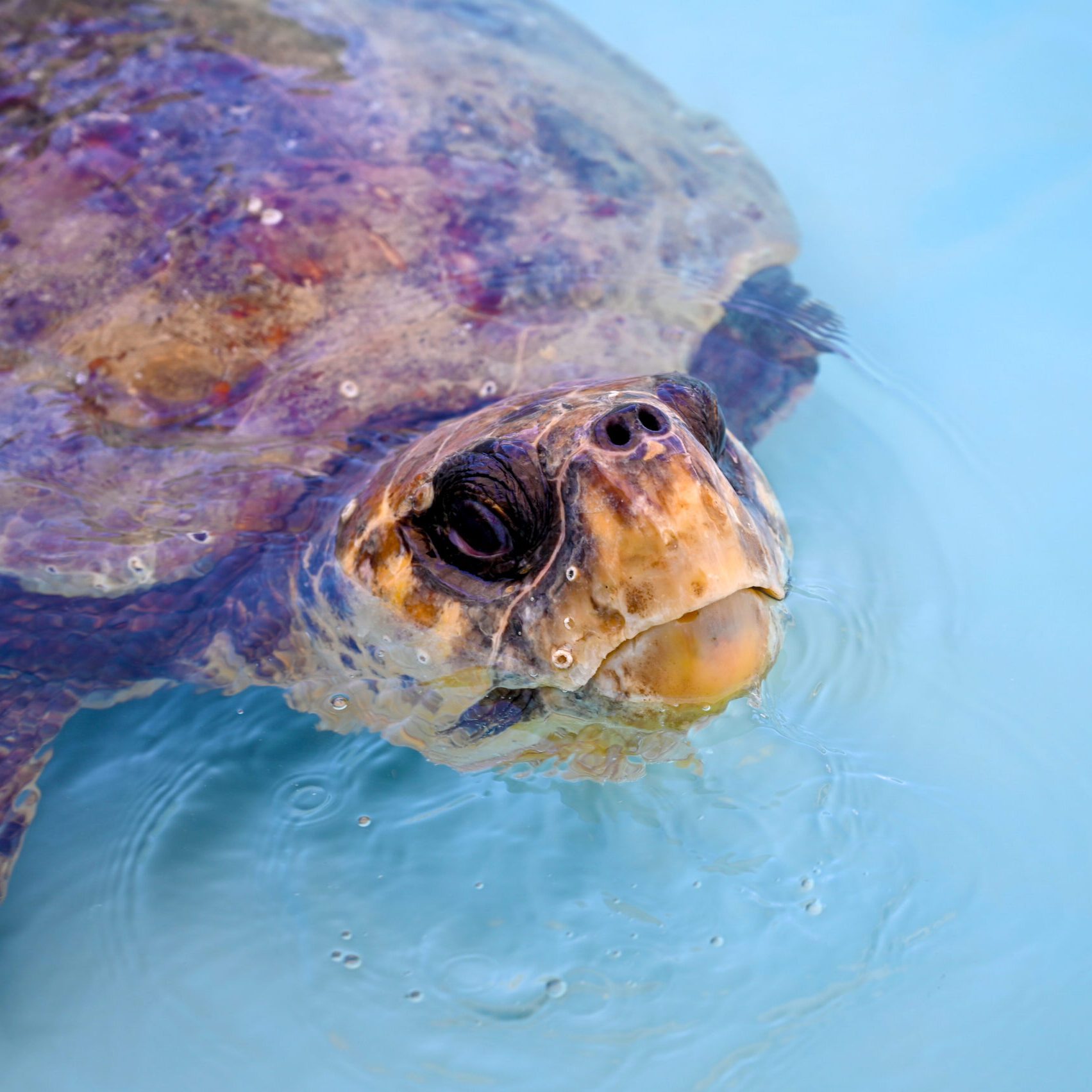 Dora - Loggerhead Marinelife Center