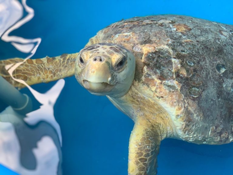 Public Guided Tour - Loggerhead Marinelife Center