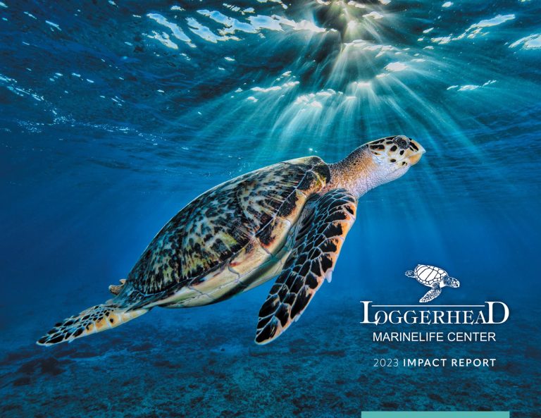 About - Loggerhead Marinelife Center