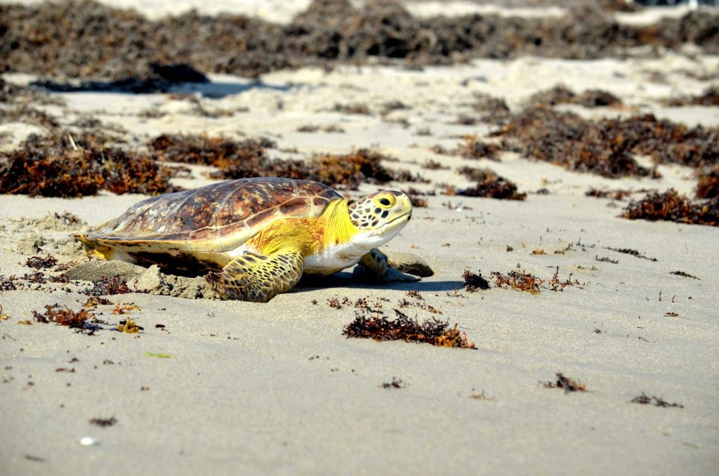 What Are the Key Stages in the Life of a Sea Turtle? - Loggerhead ...