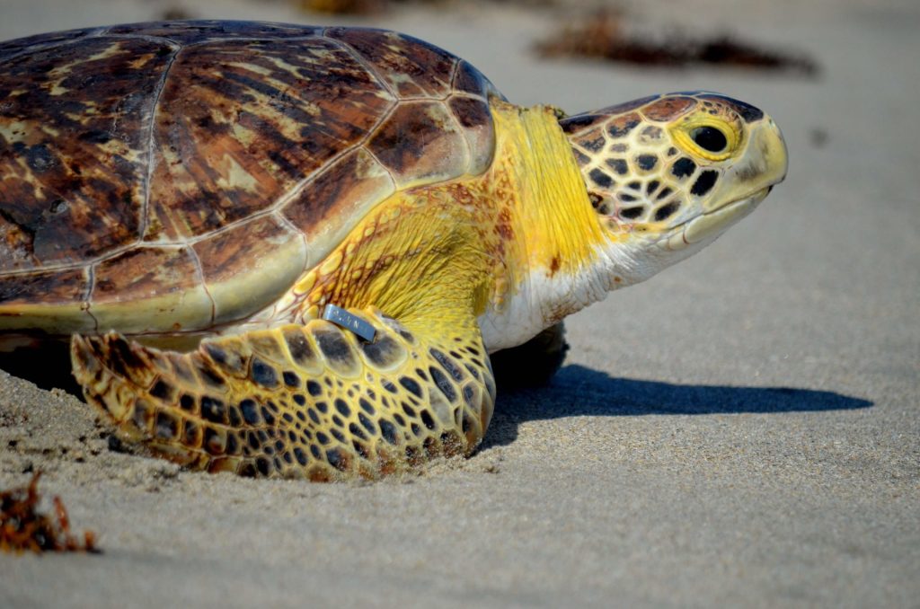Unveiling the Secrets of Sea Turtle Migration - Loggerhead Marinelife ...