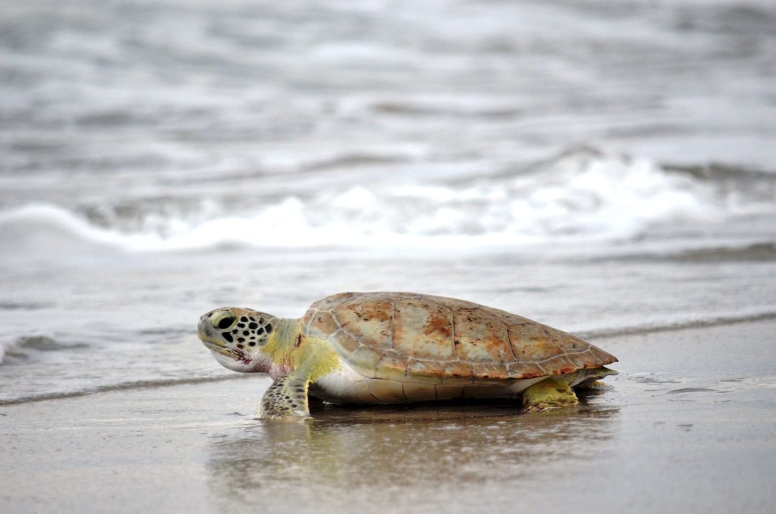 Unveiling the Secrets of Sea Turtle Migration - Loggerhead Marinelife ...