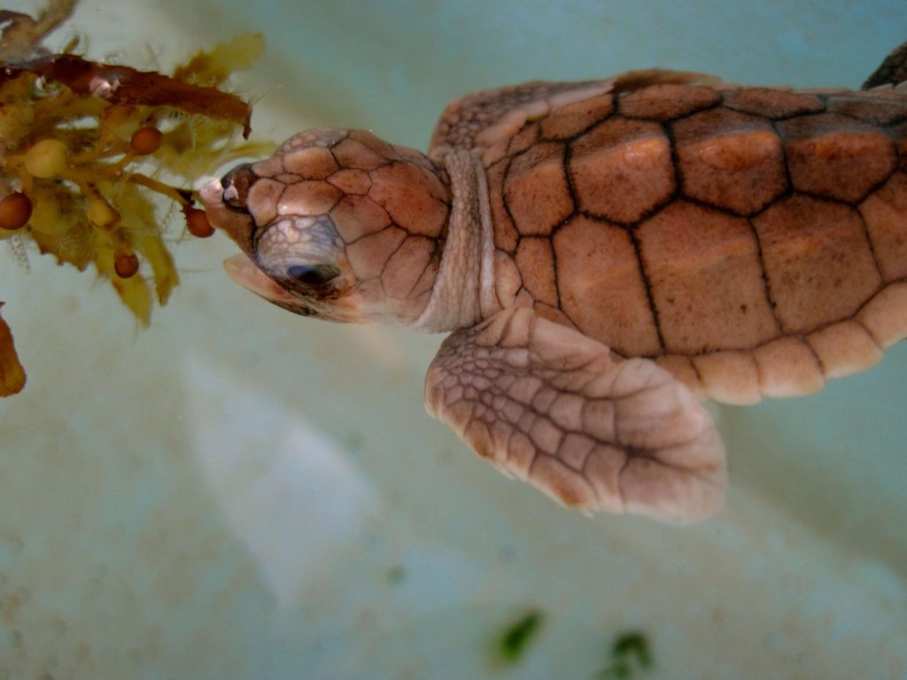 The 31 Phases of Growth in Sea Turtles Embryos - Loggerhead Marinelife ...