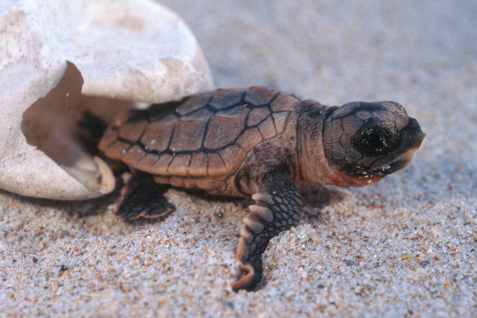 The 31 Phases of Growth in Sea Turtles Embryos - Loggerhead Marinelife ...