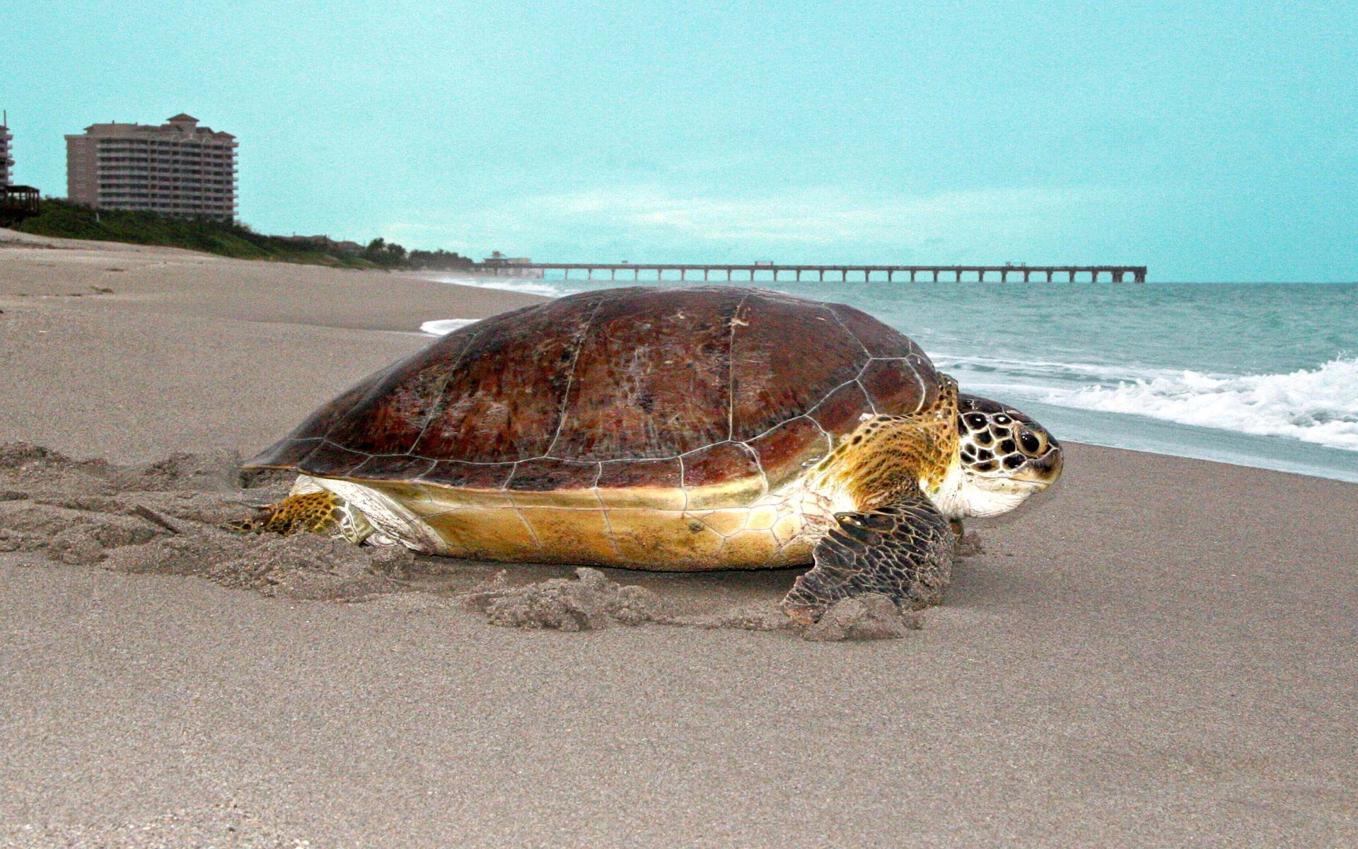 What Are the Key Stages in the Life of a Sea Turtle? - Loggerhead ...