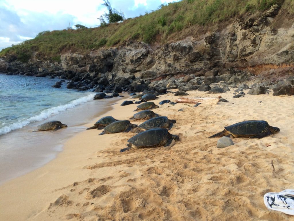 Eco-Friendly Travel Tips for Ocean Lovers - Loggerhead Marinelife Center