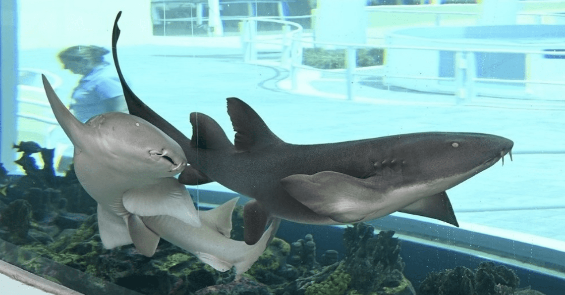 Shark Dissection - Loggerhead Marinelife Center