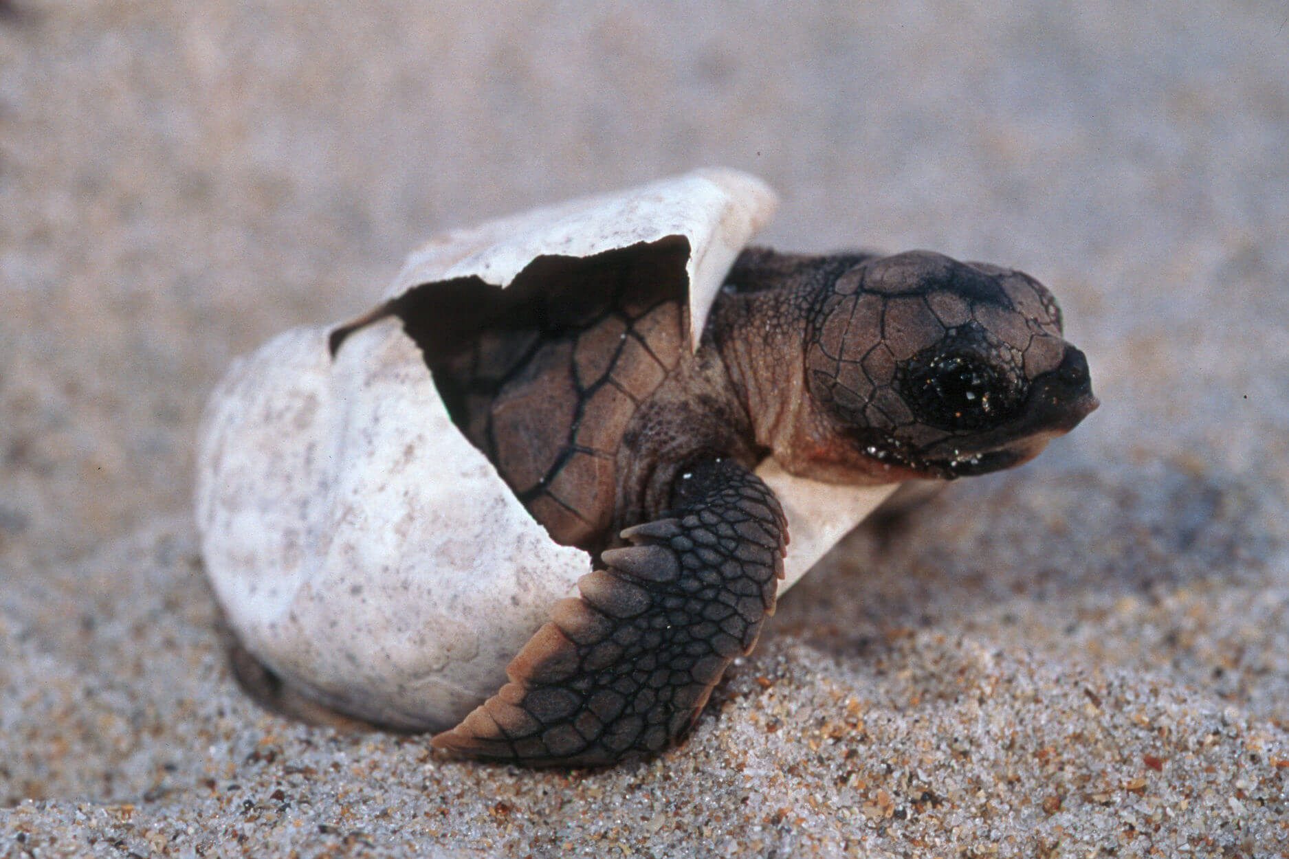 What to Do (and Not to Do) If You Find a Sea Turtle on the Beach ...