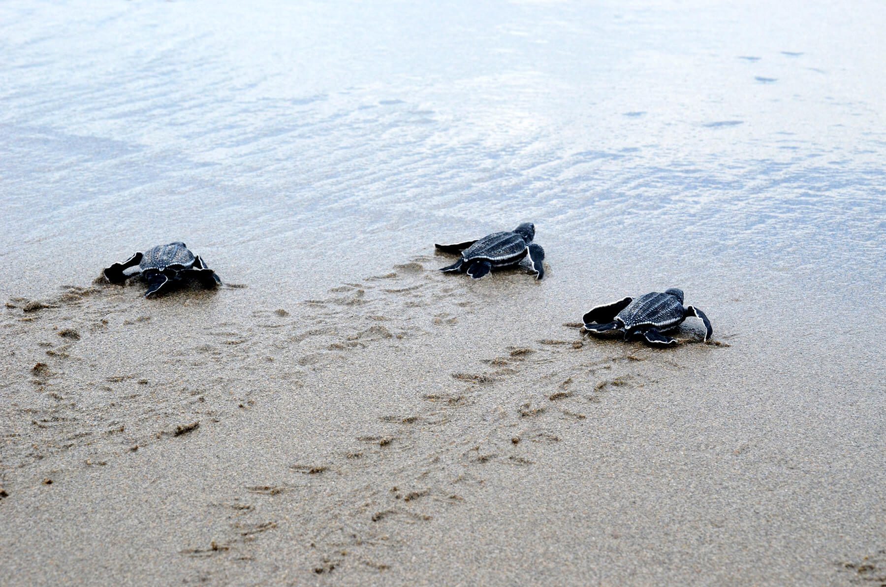 What to Do (and Not to Do) If You Find a Sea Turtle on the Beach ...
