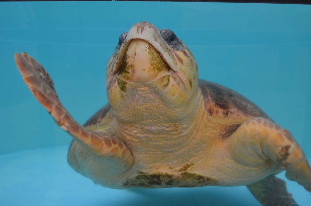 Guide to Sea Turtle Nest Relocation - Loggerhead Marinelife Center
