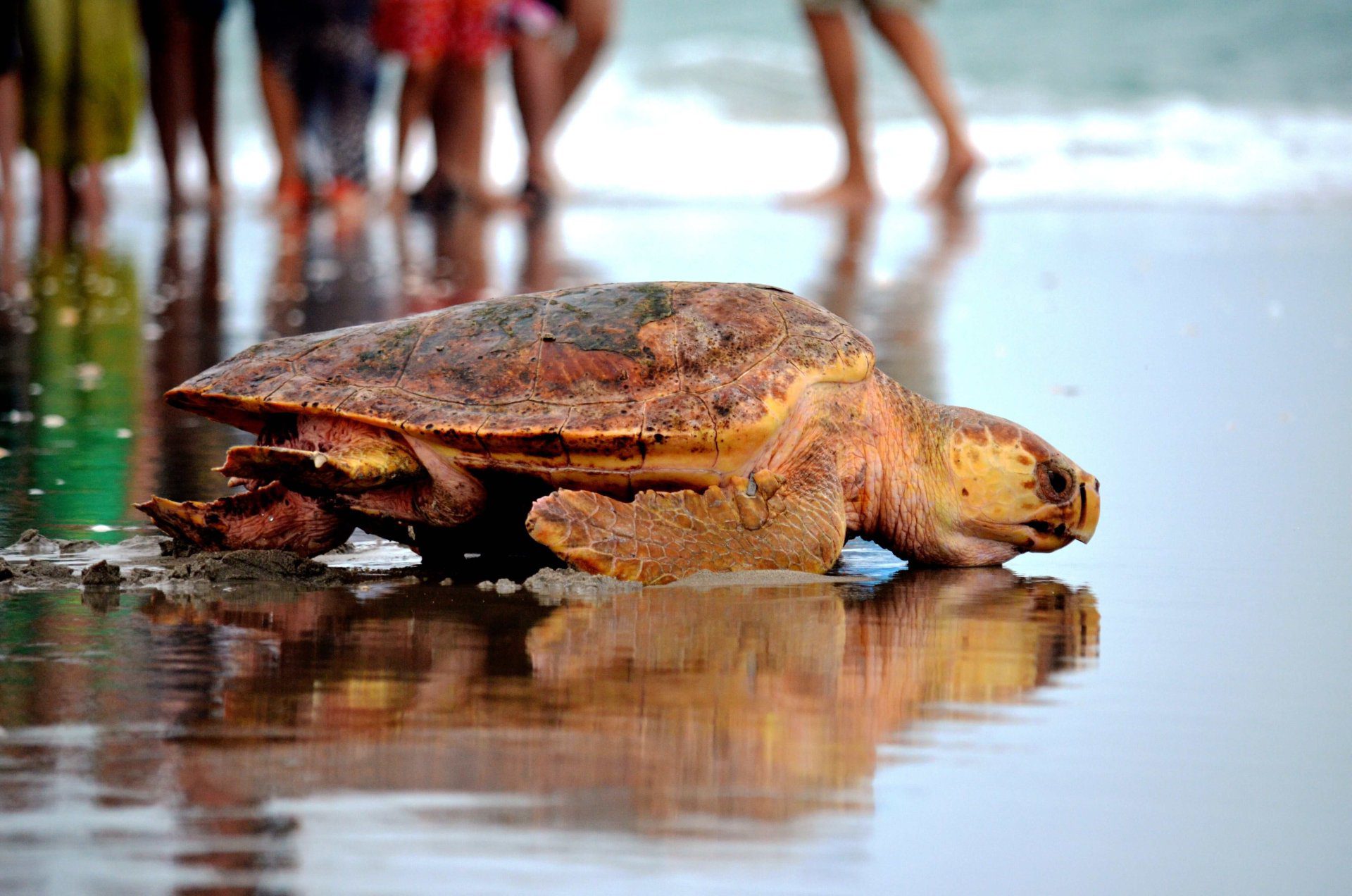 The Role of Sea Turtle Hospitals in Combatting the Effects of Climate ...