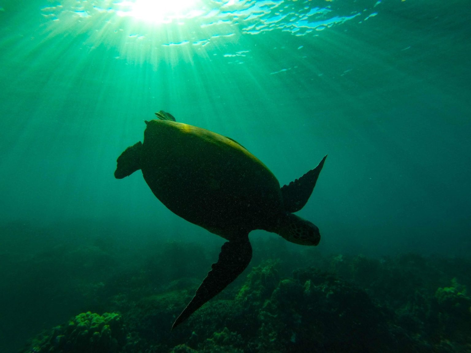 How Can You Help Protect Our Oceans? - Loggerhead Marinelife Center