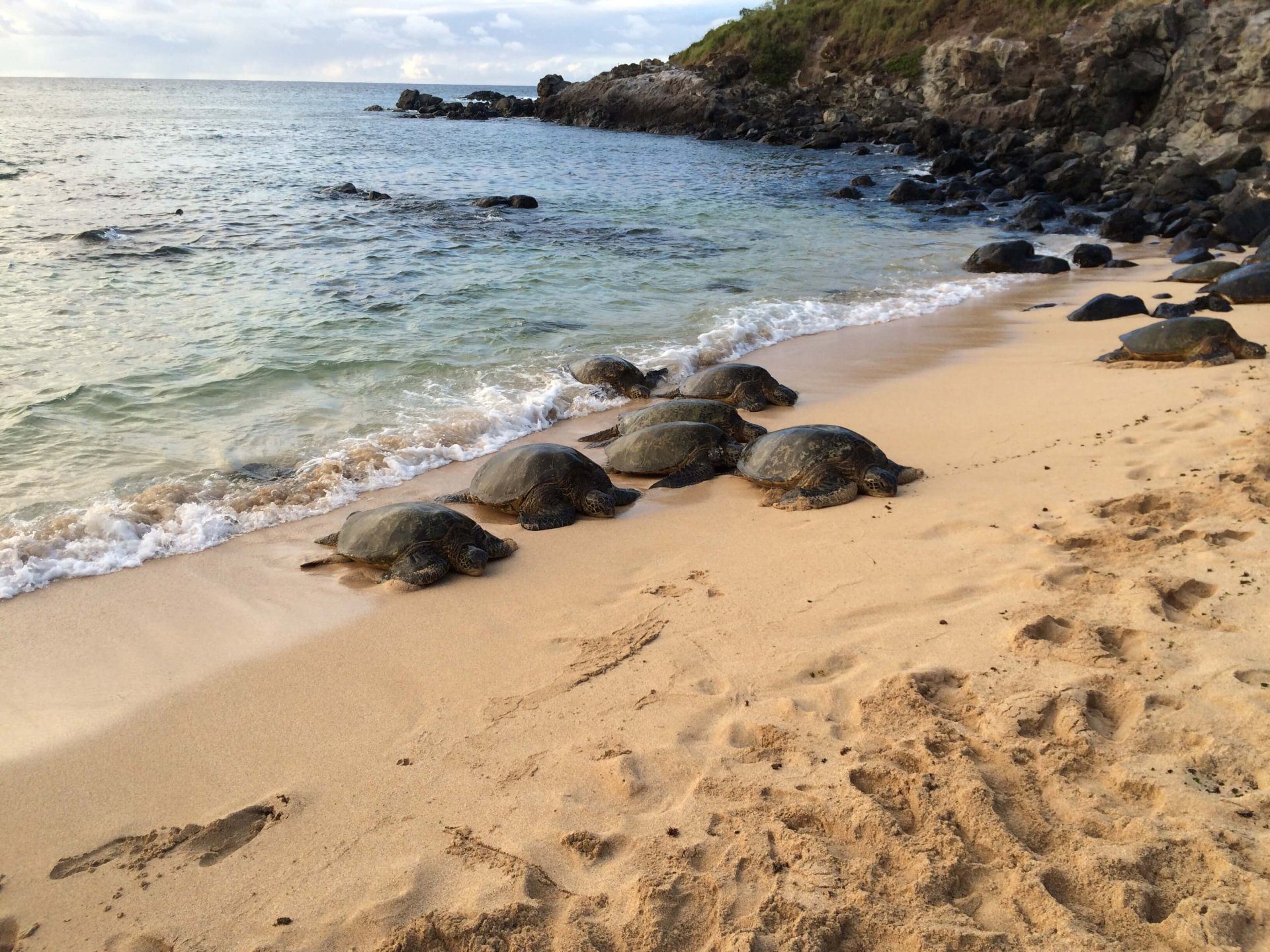 How Can You Help Protect Our Oceans? - Loggerhead Marinelife Center