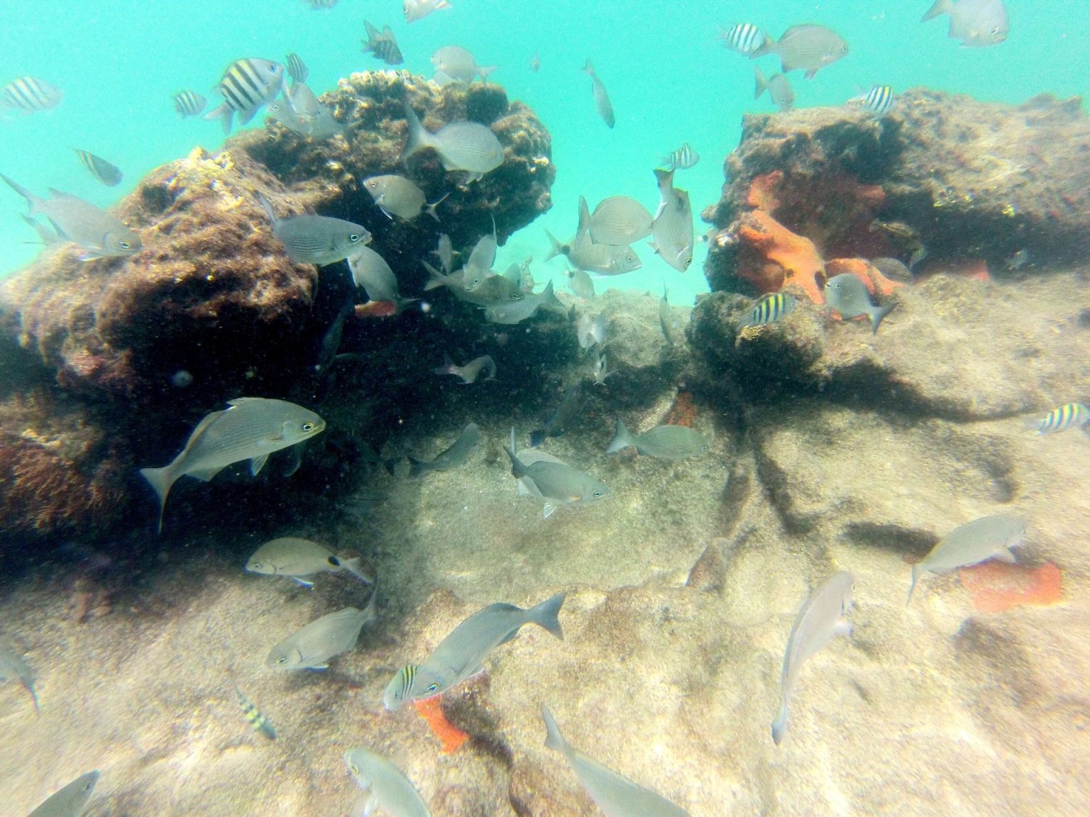 How Can You Help Protect Our Oceans? - Loggerhead Marinelife Center