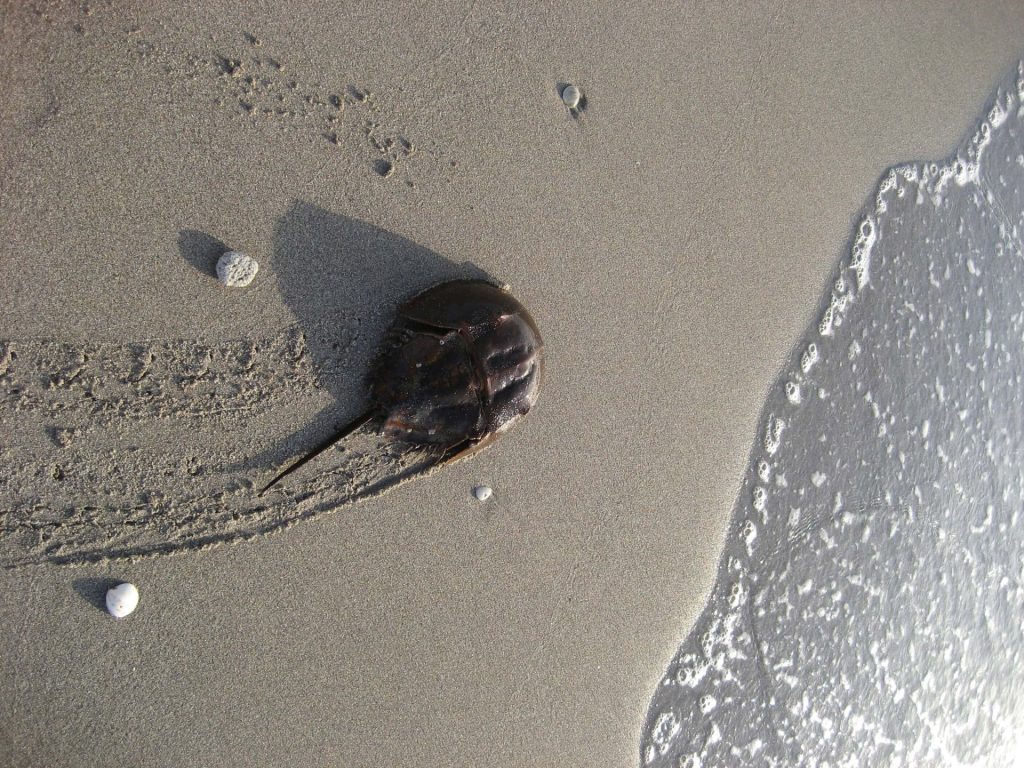 What We Can Learn from Watching Sea Turtles’ Everyday Habits ...