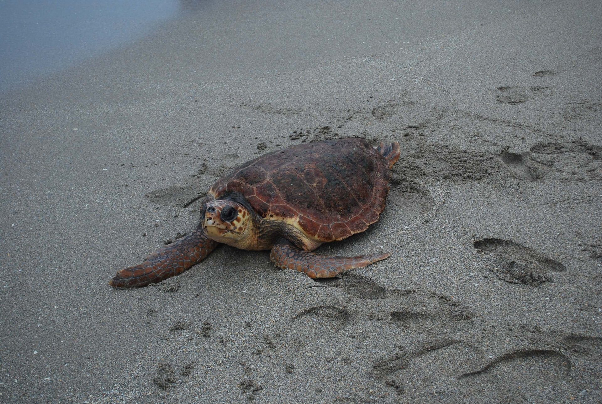 Disaster Preparedness for Sea Turtle Nests - Loggerhead Marinelife Center