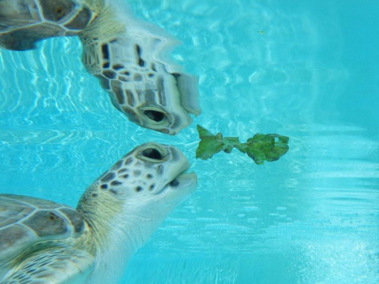 What We Can Learn from Watching Sea Turtles’ Everyday Habits ...