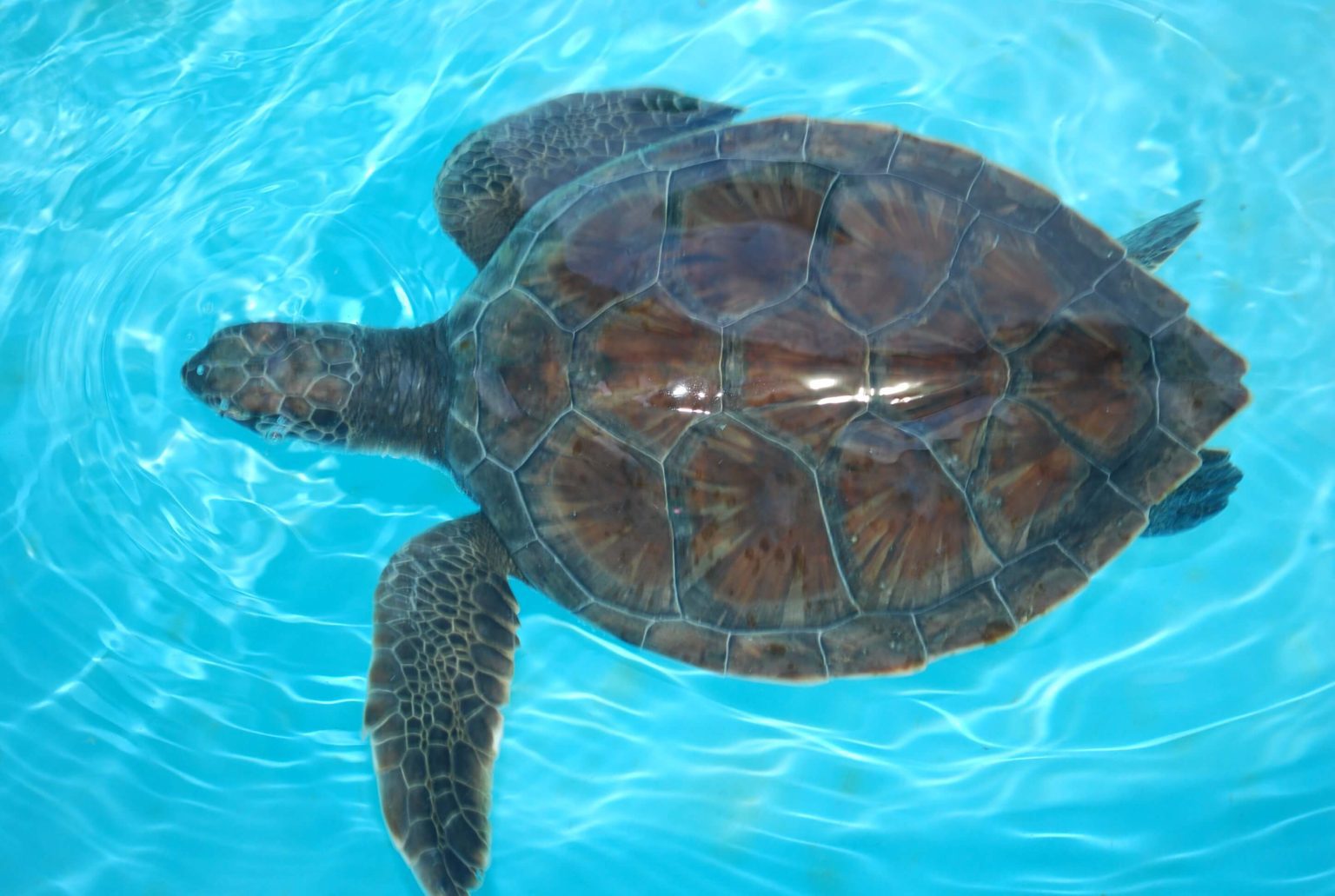 Why Sea Turtles Make the Perfect STEM Ambassadors - Loggerhead ...