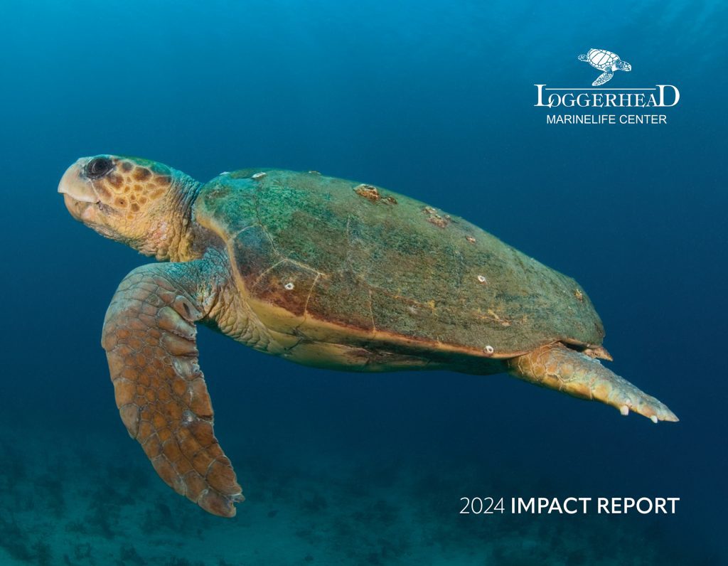 About - Loggerhead Marinelife Center