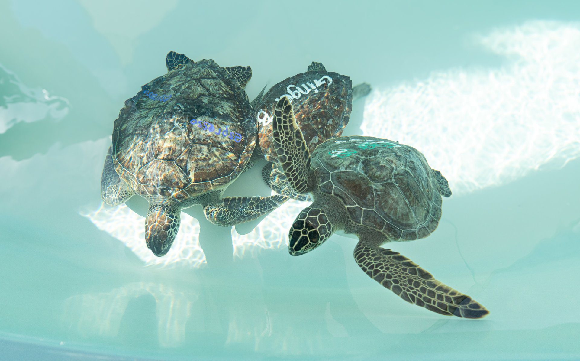 17 Cold-Stunned Sea Turtles Arrive at LMC From Northern Florida After Record Cold Front ...