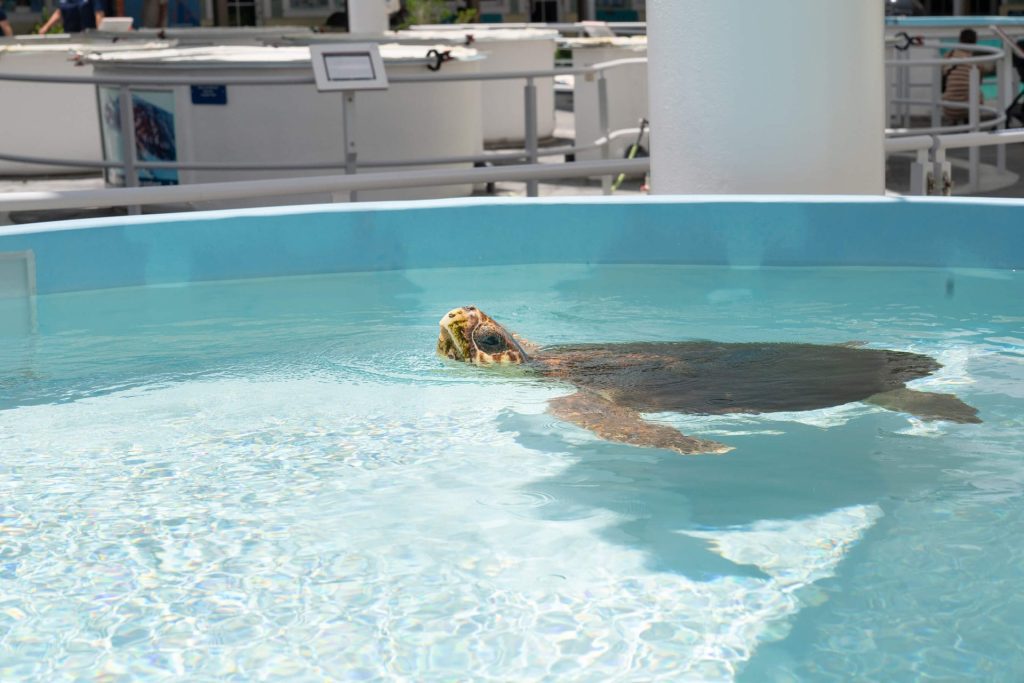 Eco-Friendly Family Fun: Learning with Sea Turtles - Loggerhead ...