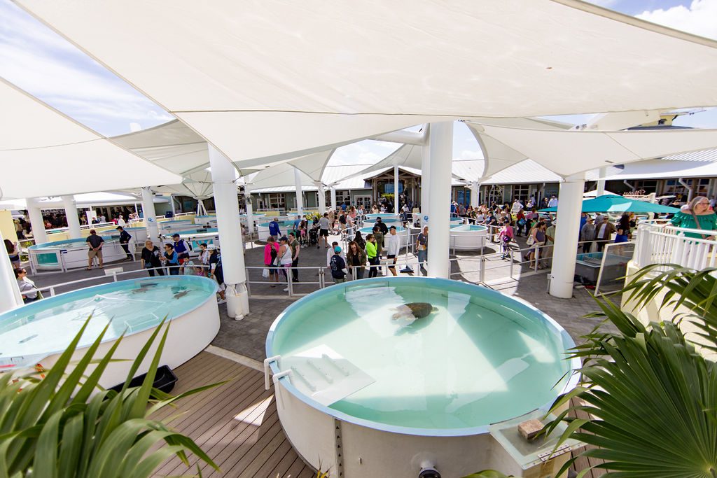 TurtleFest - Loggerhead Marinelife Center