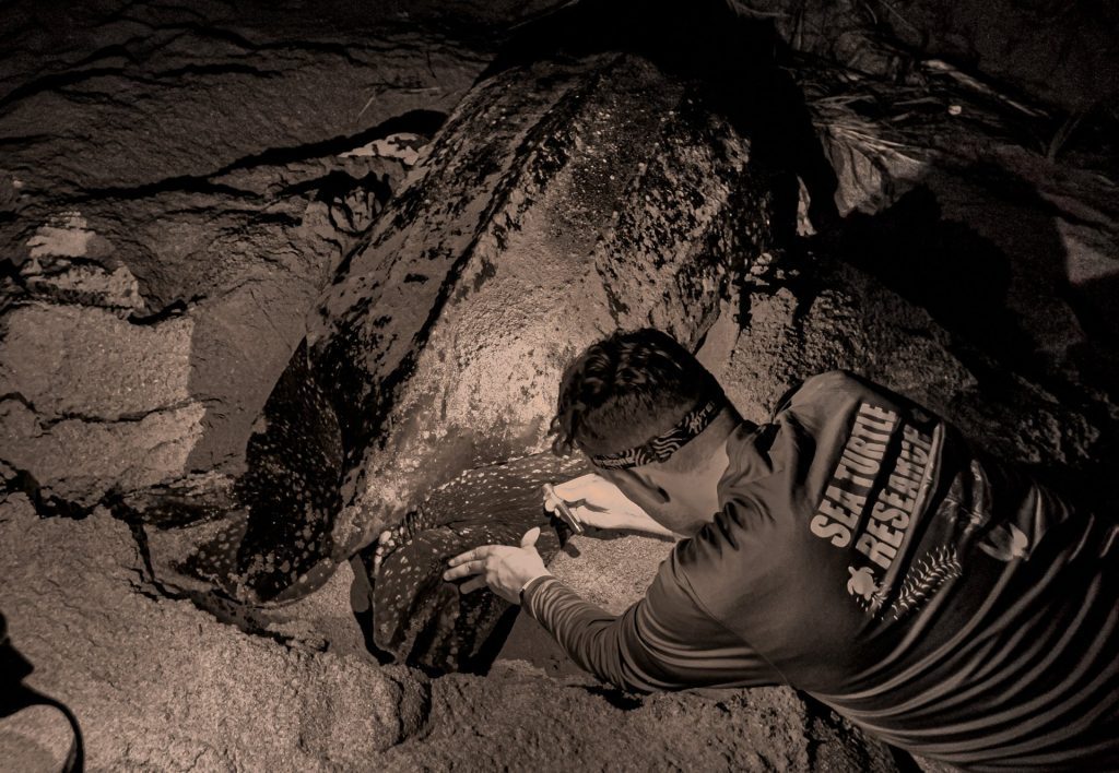 25 Years of The Leatherback Project - Loggerhead Marinelife Center