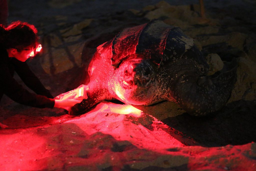 25 Years of The Leatherback Project - Loggerhead Marinelife Center