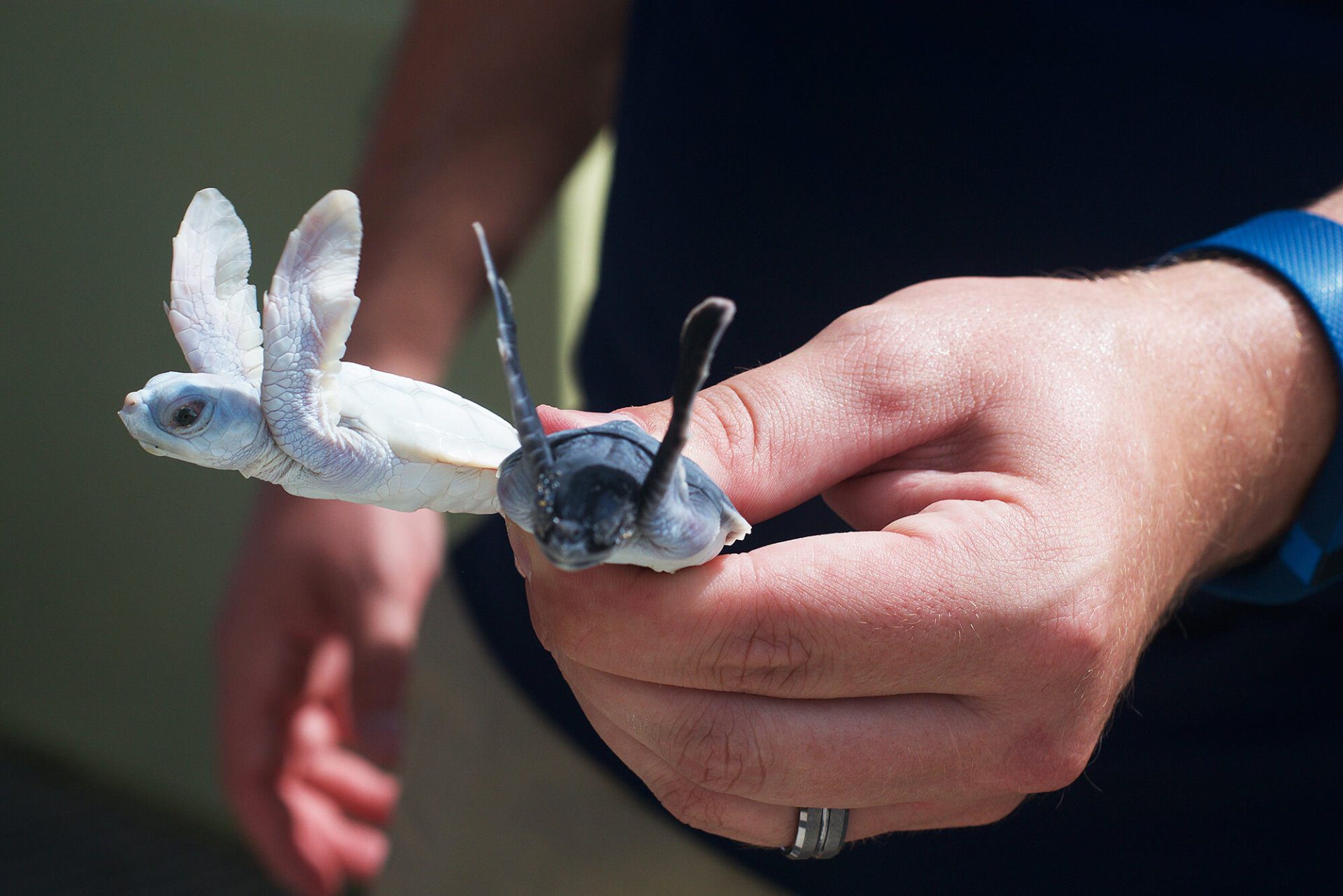 How Heat Waves Are Shaping the Future of Sea Turtle Populations ...