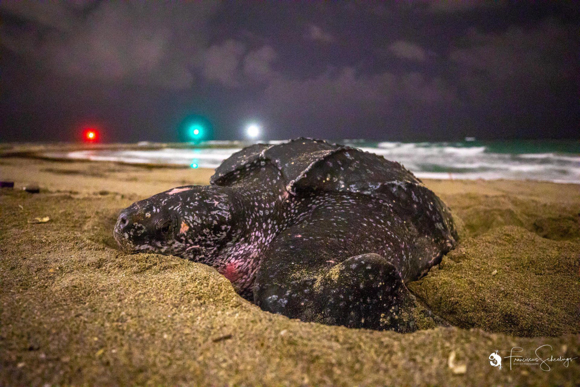 How Heat Waves Are Shaping the Future of Sea Turtle Populations ...