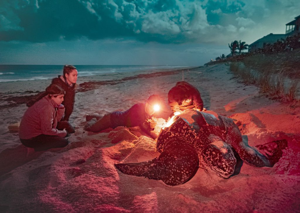 25 Years of The Leatherback Project - Loggerhead Marinelife Center