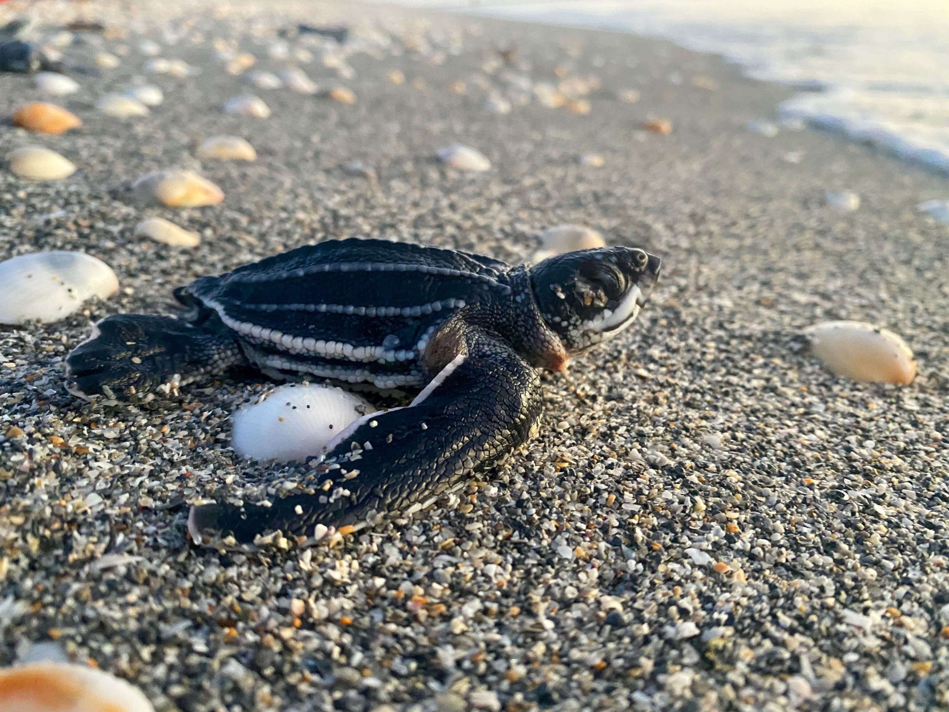 How Heat Waves Are Shaping the Future of Sea Turtle Populations ...