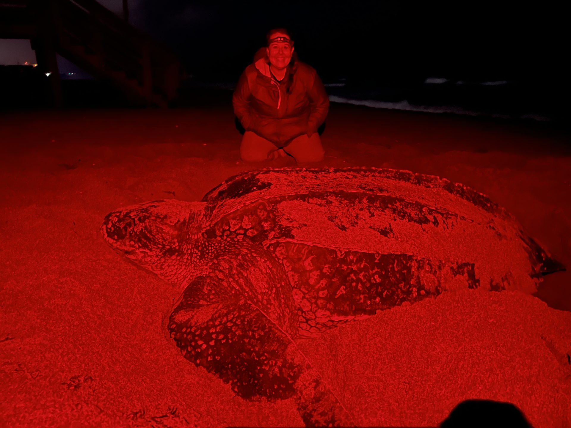 Q & A with Dr. Katie Fowler on Sea Turtle Nesting Research - Loggerhead ...