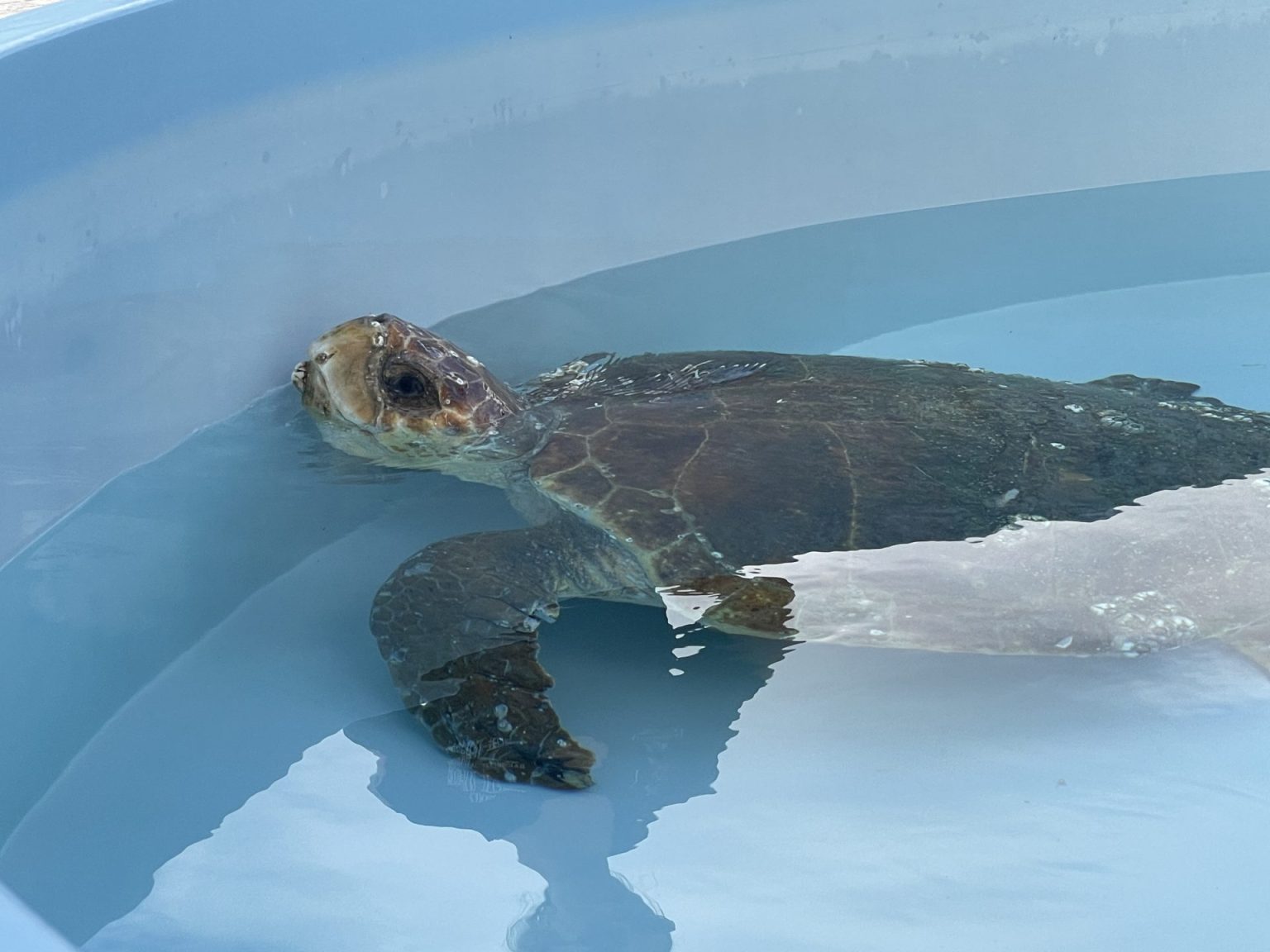 A 302-pound loggerhead hit by a boat gets oversize CT scan, with a ...