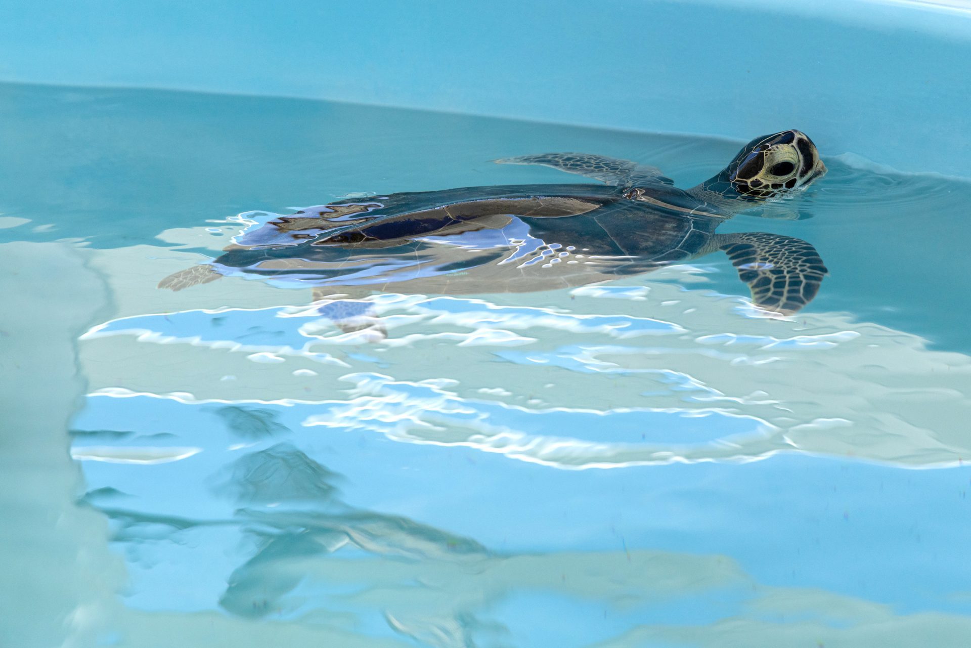 Featured Sea Turtle Patient: Paddy - Loggerhead Marinelife Center