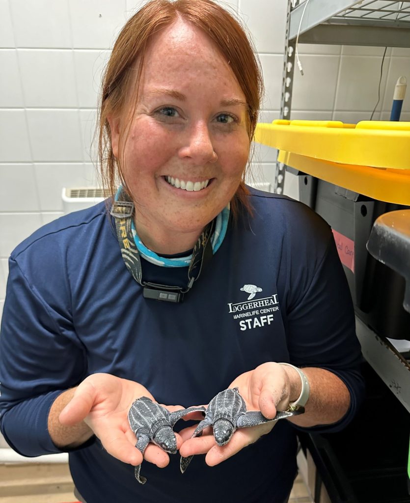 Q & A with Dr. Katie Fowler on Sea Turtle Nesting Research - Loggerhead ...