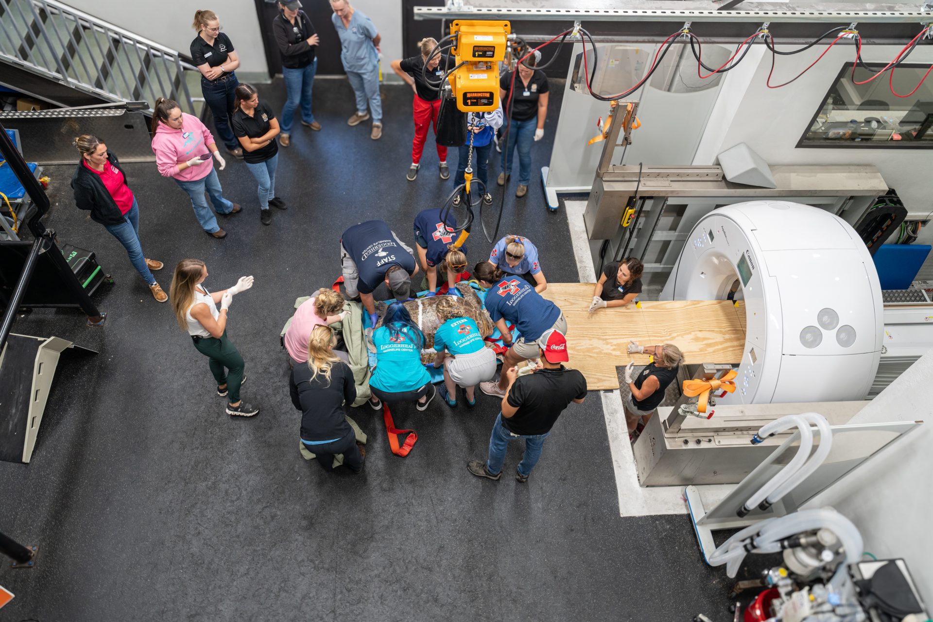 A 302-pound loggerhead hit by a boat gets oversize CT scan, with a ...