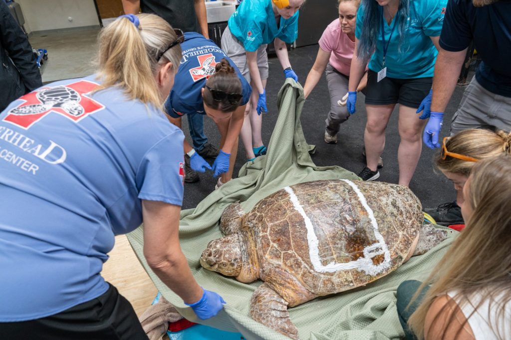 A 302-pound loggerhead hit by a boat gets oversize CT scan, with a ...